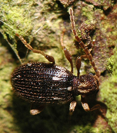 Lille bille med 3 lyse pletter på ryggen - Naturbasen