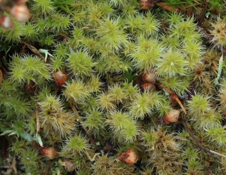 Bredlund Plantage-mos (1) - Naturbasen