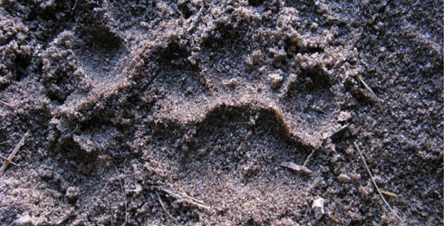 Fodspor fra mårhund ...... eller kat ? - Naturbasen