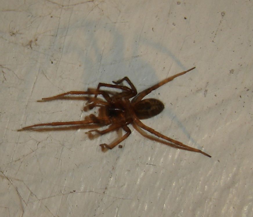 Hus/skovkartespinder? - Naturbasen