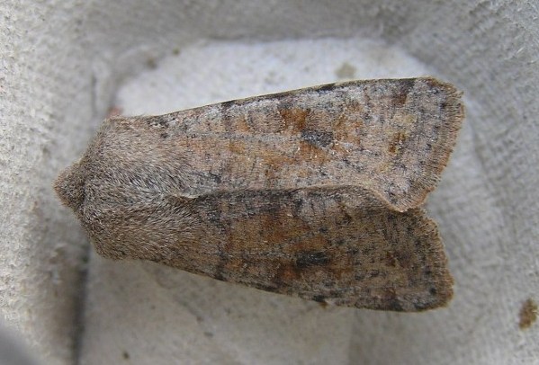 Orthosia miniosa? - Naturbasen