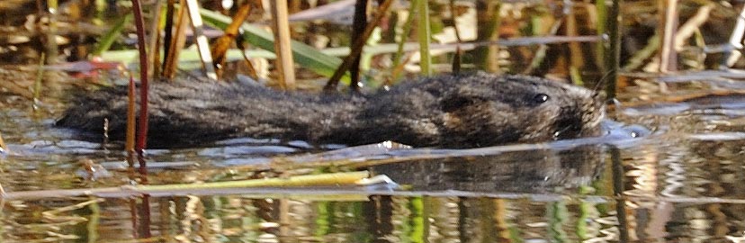 Mosegris? - Naturbasen