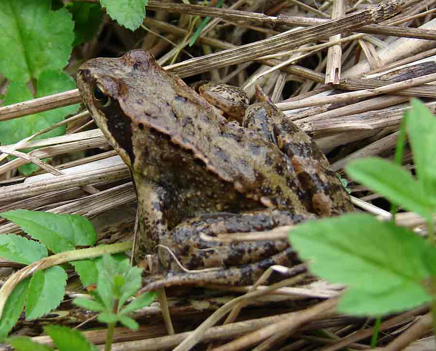 Spidssnudet frø? - Naturbasen