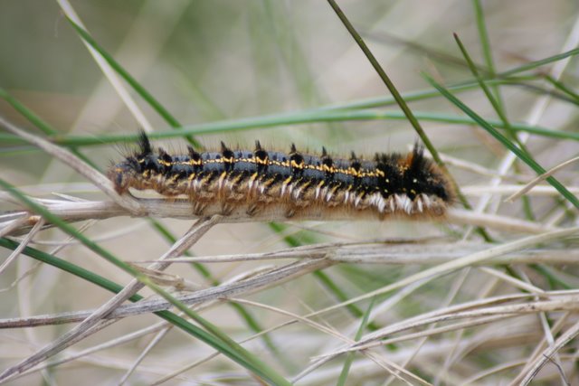 Hvilken larve? - Naturbasen