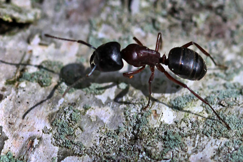 Monster myre ? - Naturbasen