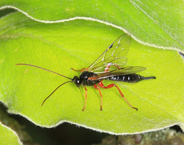 Tromatobia ovivora? - Naturbasen