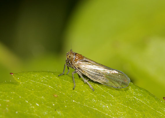 En lille cikade - tror jeg nok - Naturbasen