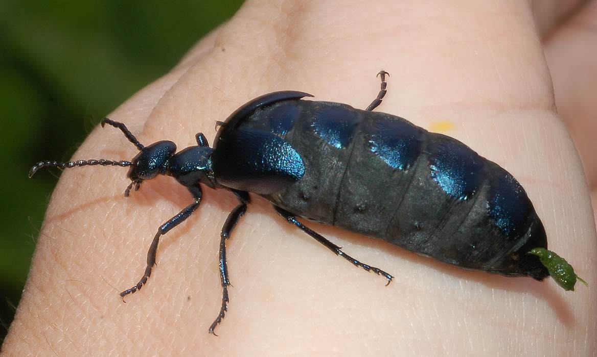 Blå oliebille? - Naturbasen