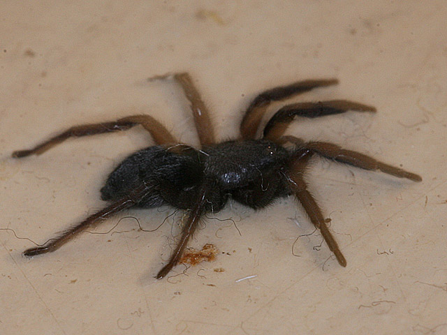 Hvilke edderkopper - Naturbasen