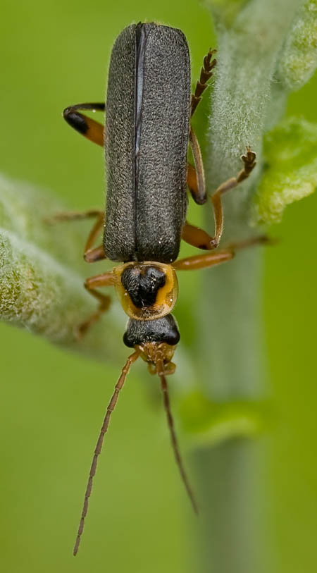 Cantharis decipiens ? - Naturbasen