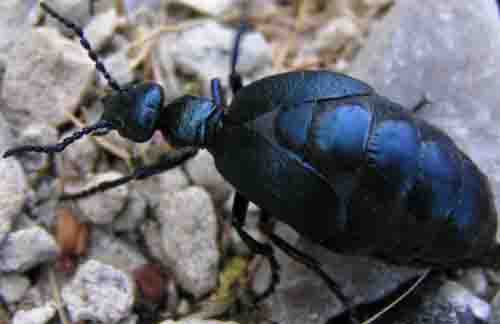 Stor, sort, "blød" bille i skovbunden; hvad hedder den? - Naturbasen