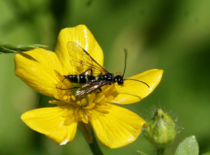 Hvilket insekt? - Naturbasen