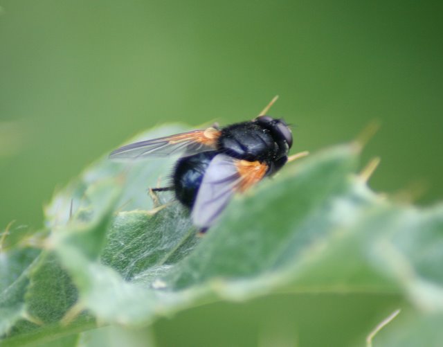 Hvilken flue? - Naturbasen