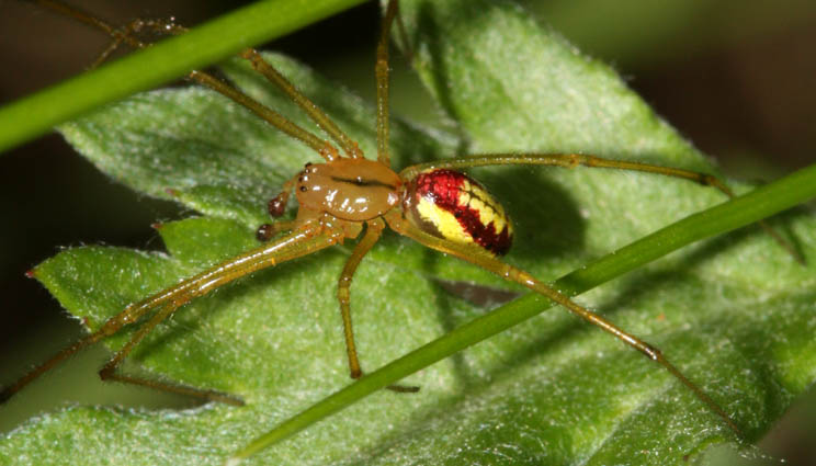 Edderkop med rød tegning? - Naturbasen