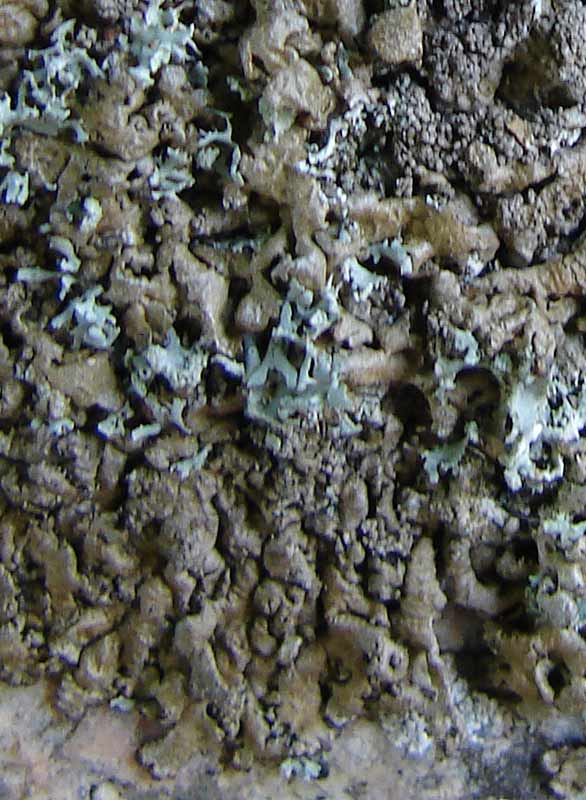 En Xanthoparmelia loxodes? - Naturbasen