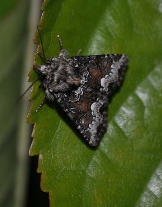Oligia versicolor? - Naturbasen