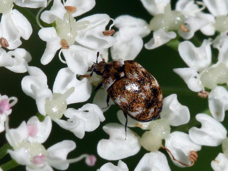 Hvilken lille bille? - Naturbasen