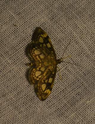 Phlyctaenia coronata? - Naturbasen