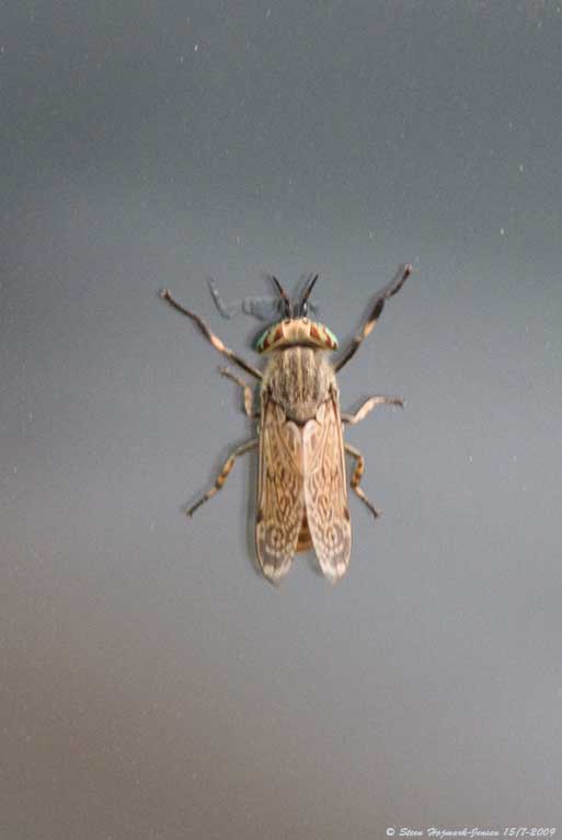 Hvad for et insekt? - Naturbasen