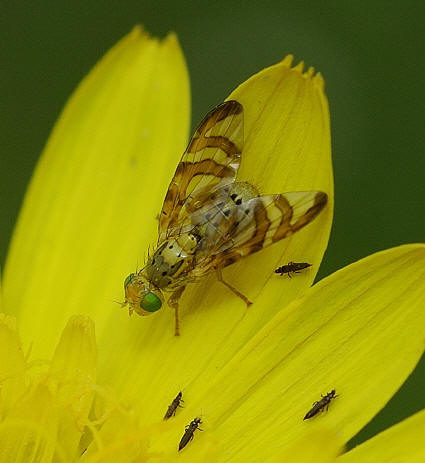 Sjov flue med grønne øjne - Naturbasen