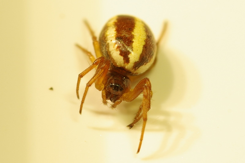 Hypsosinga pygmaea? - Naturbasen