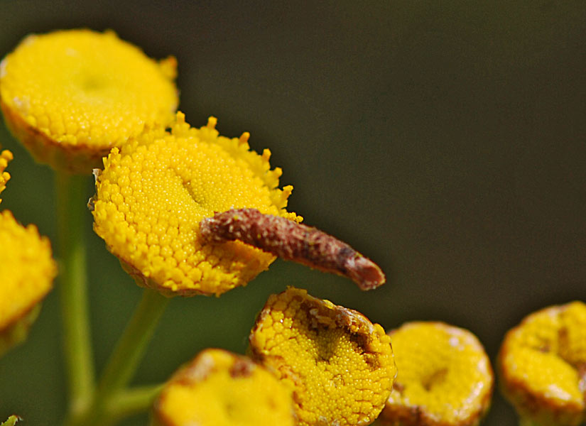 Hvad er dette på Rejnfan? - Naturbasen