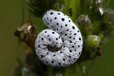 En laber larve, hvad hedder hun? - Naturbasen