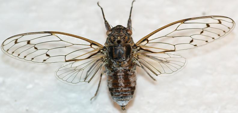 cikade fra syd frankrig? - Naturbasen