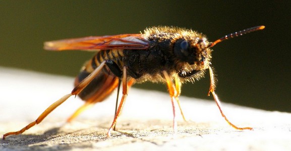 Er dette en hveps? - Naturbasen