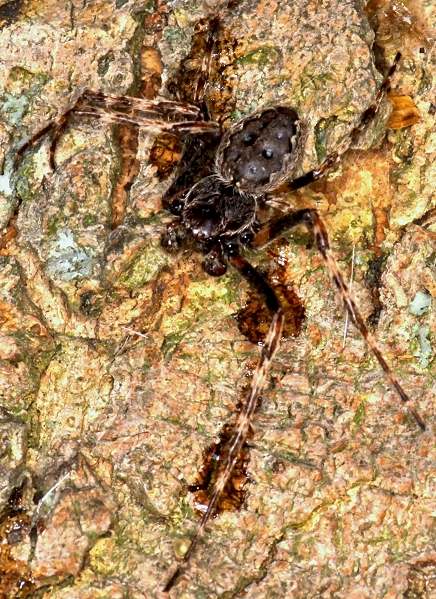 Jagtedderkop ? - Naturbasen