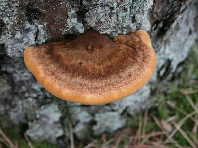 Poresvamp?! - Naturbasen