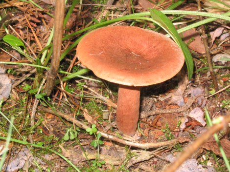 Brun svamp ID - Naturbasen