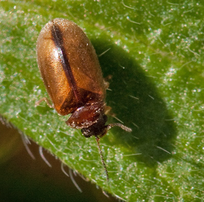 Hvilken lille brun bille? - Naturbasen
