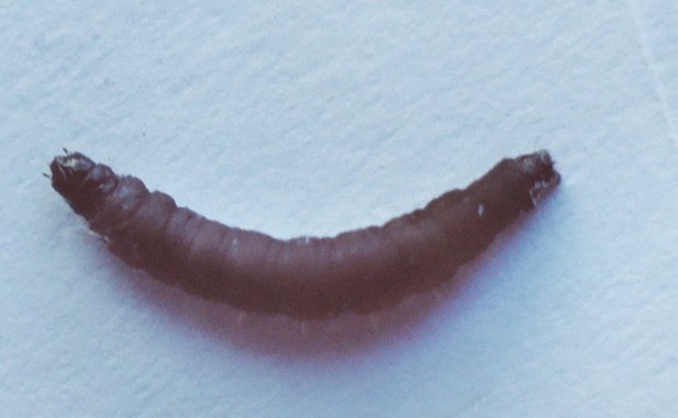 Hvilken vims sort larve? - Naturbasen