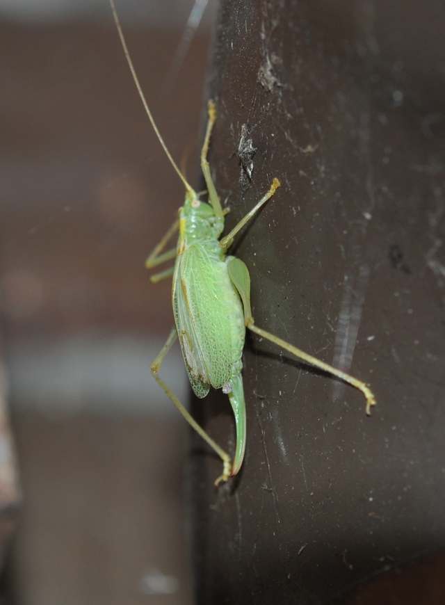 Egegræshoppe ? - Naturbasen