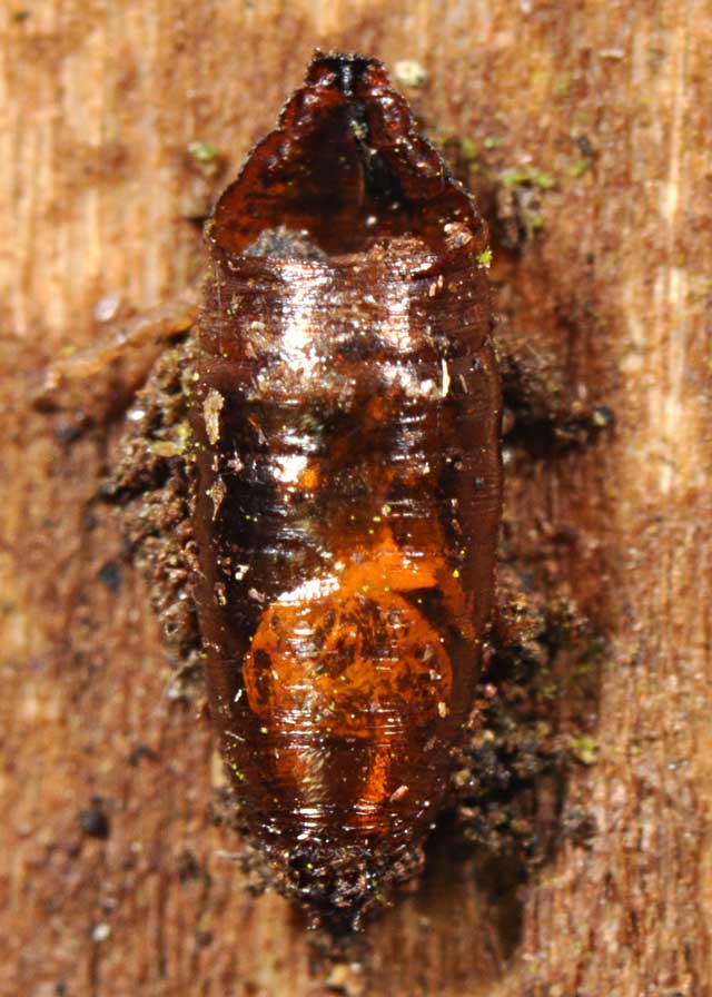 Orange insekt/larve? - Naturbasen