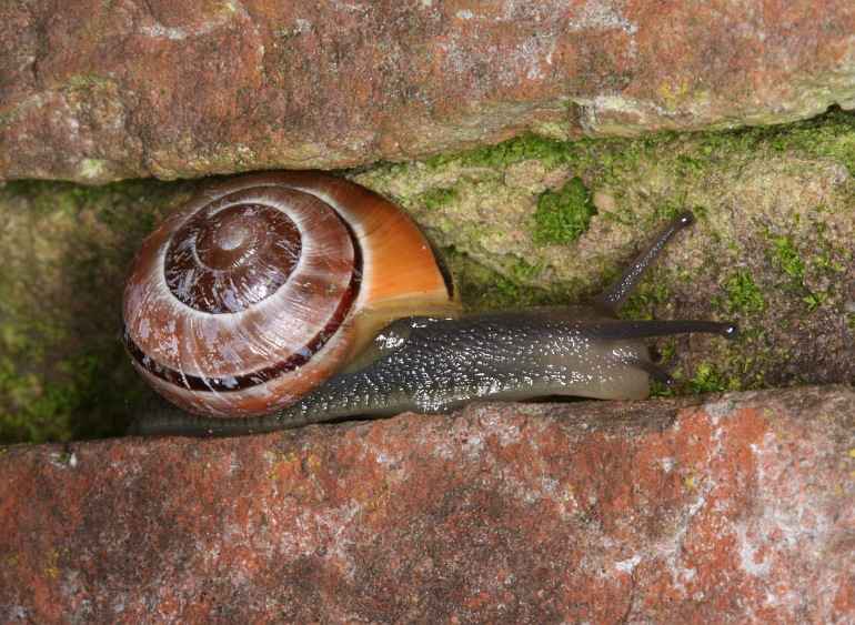 Hvilken snegl? - Naturbasen