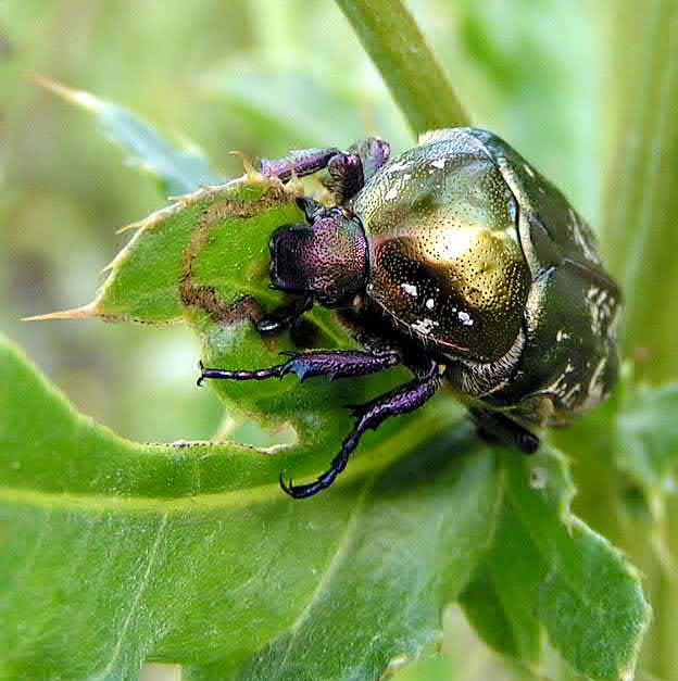 Hvilken bille? - Naturbasen
