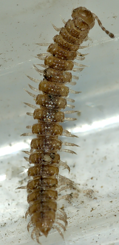 Polydesmus sp? - Naturbasen