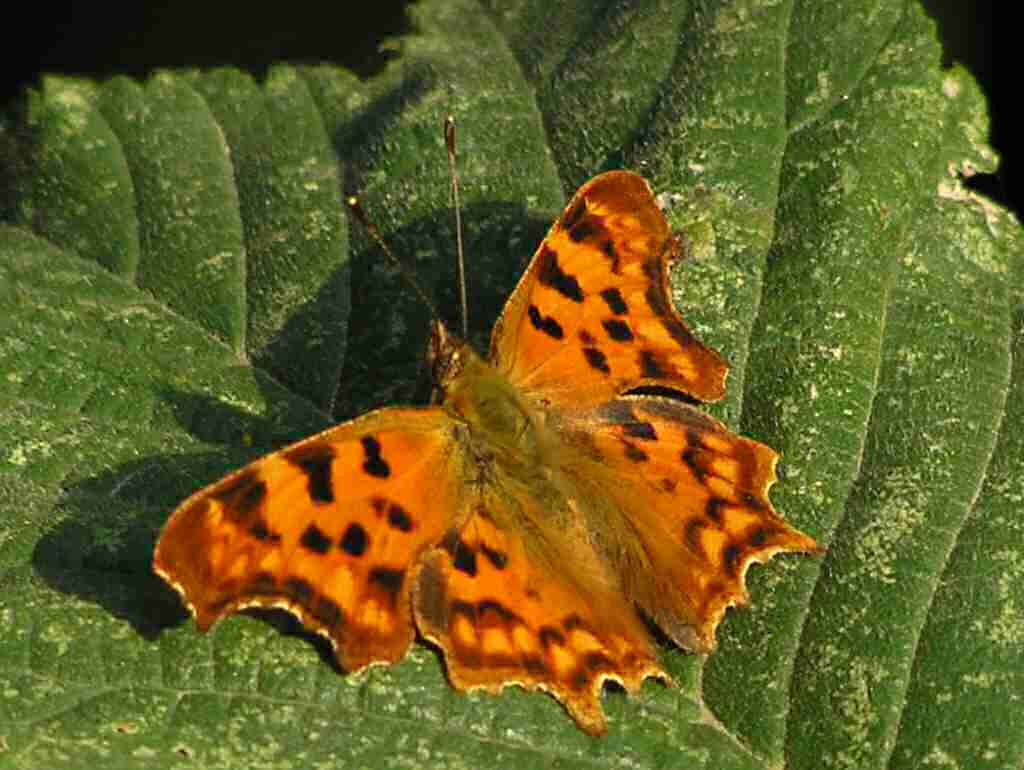 Forvrængning af billede ved opload. - Naturbasen