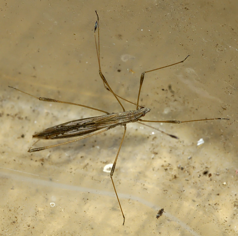 Neides tipularius? - Naturbasen