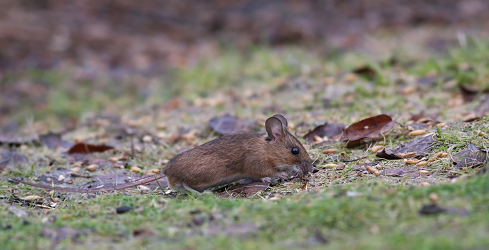 Mus - Hvilken art? - Naturbasen