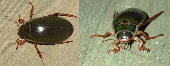 Hvilken stor sort bille så vi? Se vedlagte foto - Naturbasen