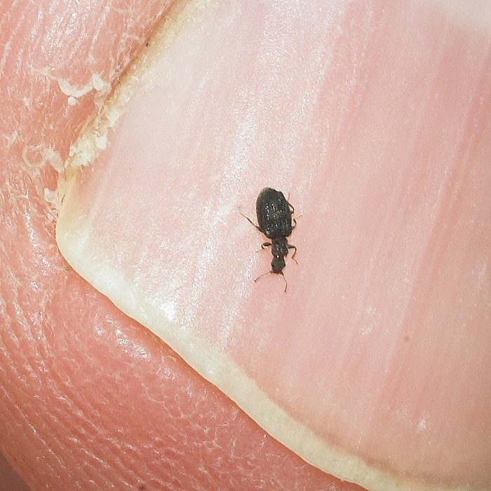 MEGET lille bille - Naturbasen