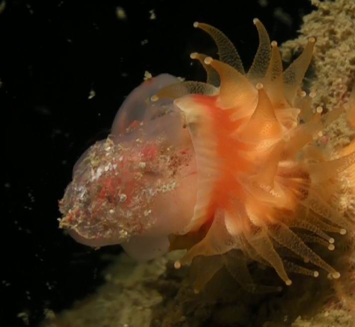 Bægerkoral - hvad sker - Naturbasen