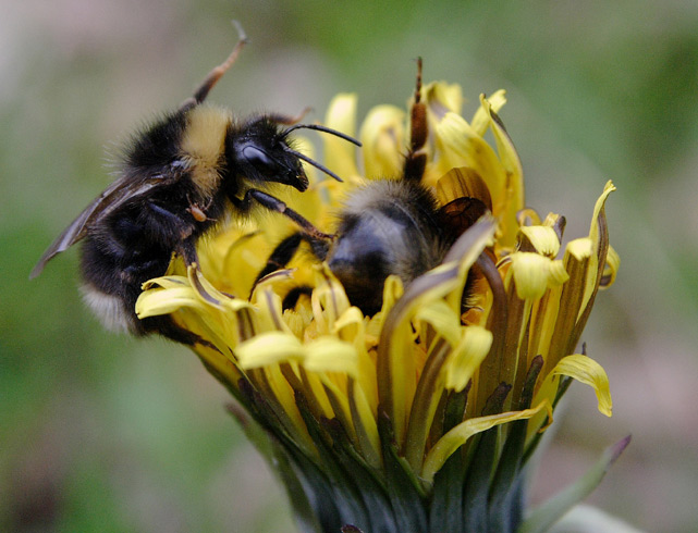 Humlebi men hvilken ? - Naturbasen