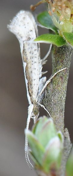 Hvilken lille flyver? - Naturbasen