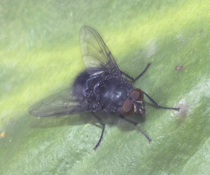 En lille tyk flue - Naturbasen