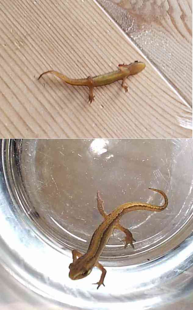 Hvad er det for en salamander v.2 - Naturbasen