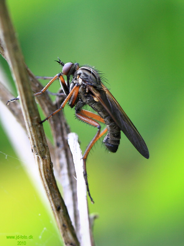 Hvilket insekt? - Naturbasen
